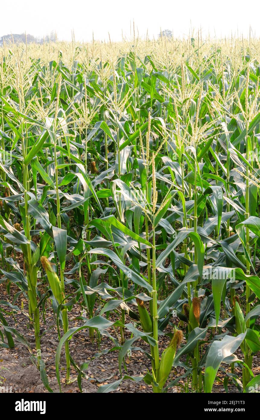 Corn cob growth in agriculture field outdoor with clouds and mountains ...