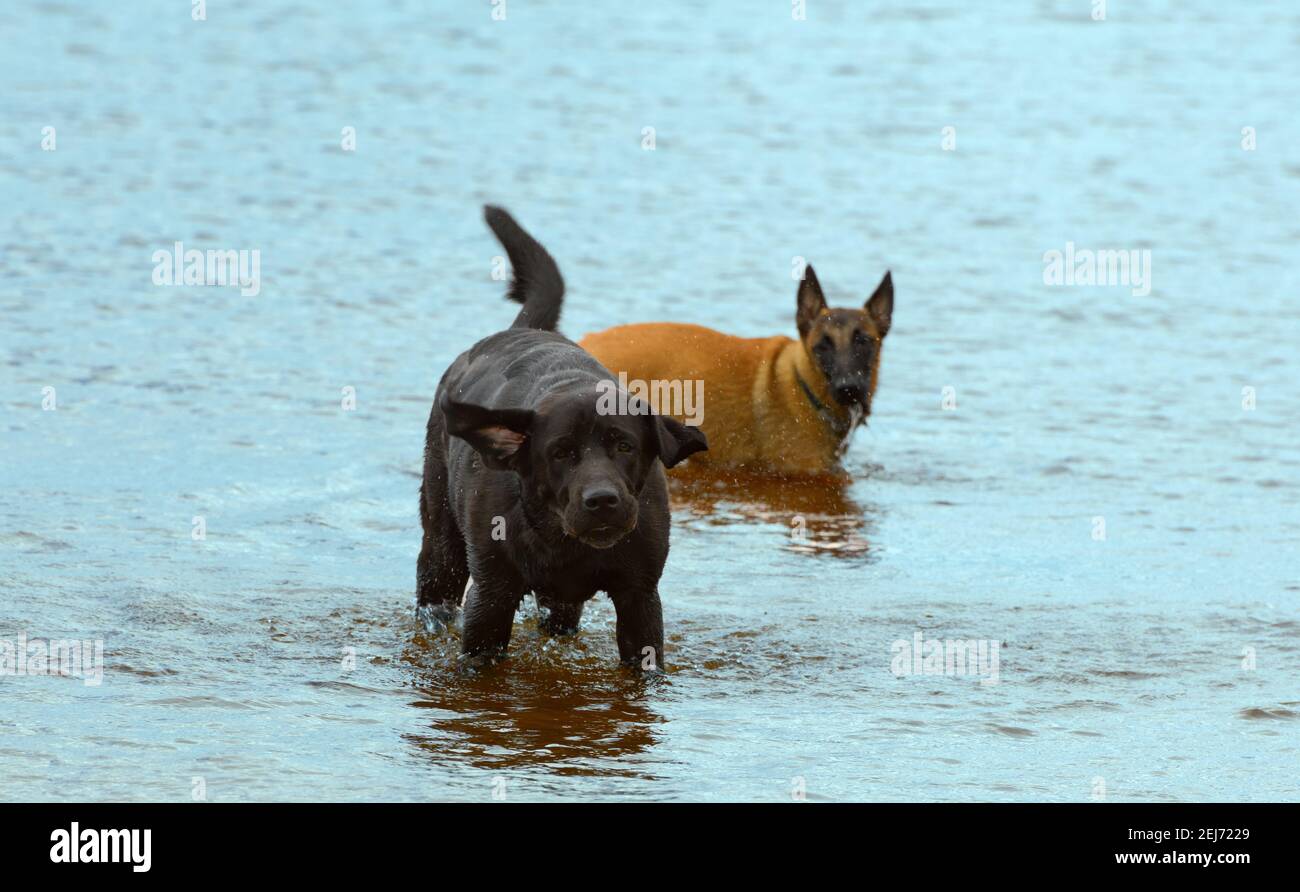 Labrador malinois hi-res stock photography and images - Alamy