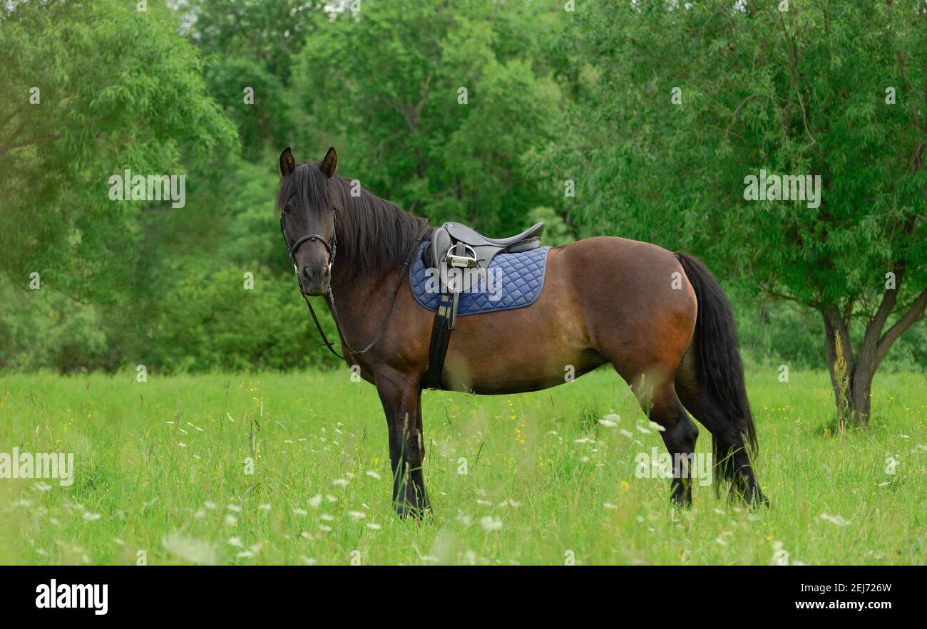 Draft horse with saddle hi-res stock photography and images - Alamy