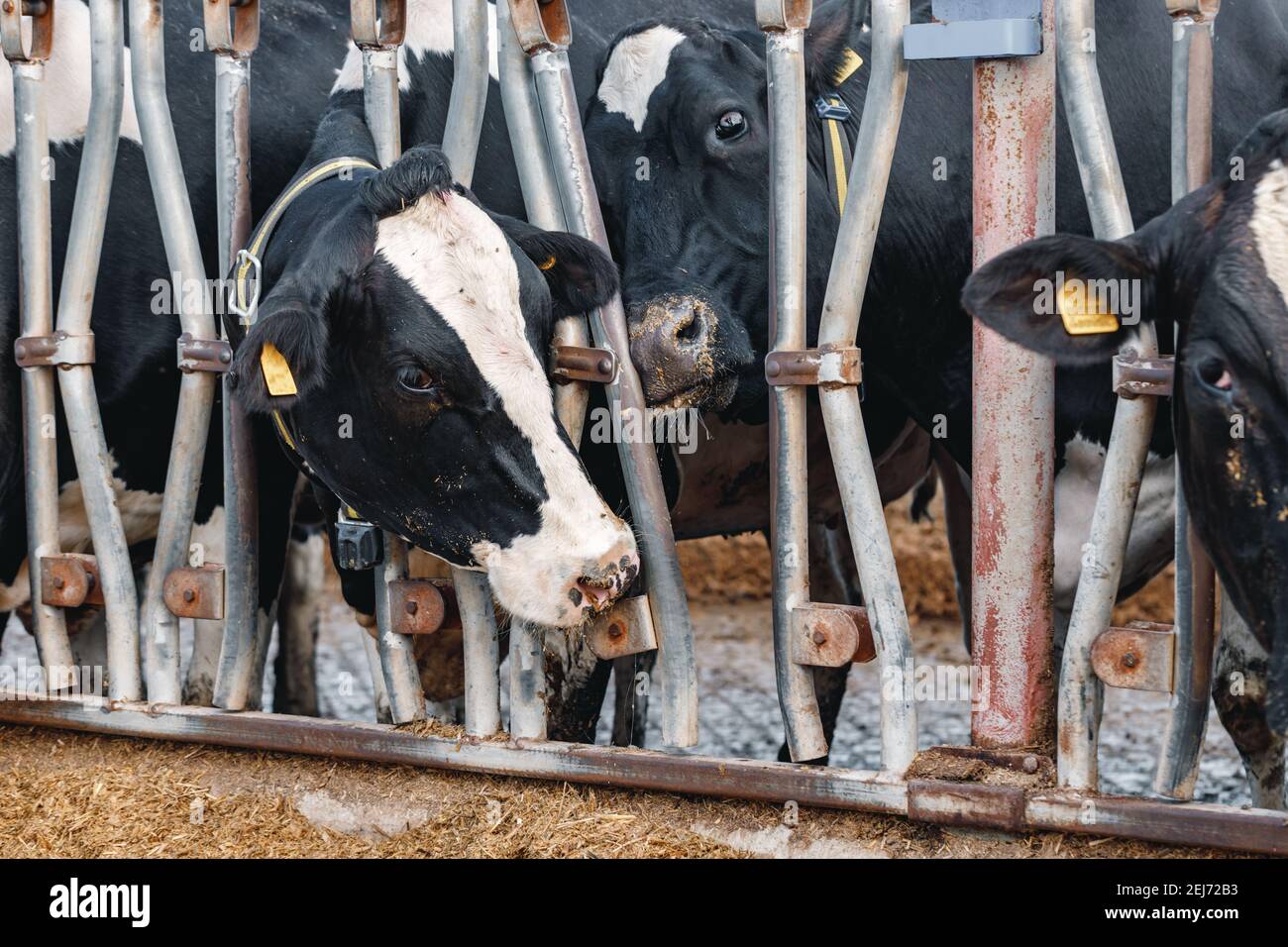 Black and white spotty cows on a farm Stock Photo - Alamy