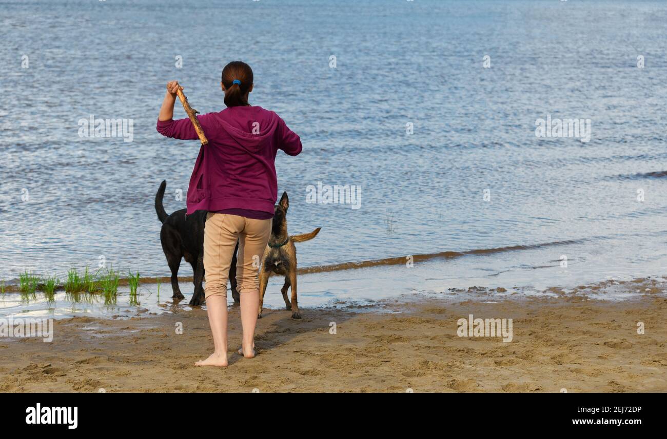 Female hand throwing stick dog hi-res stock photography and images - Alamy