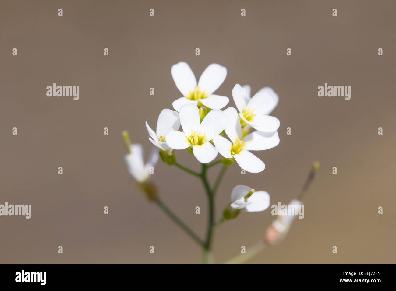 Mouse-ear cress (Arabidopsis thaliana Stock Photo - Alamy