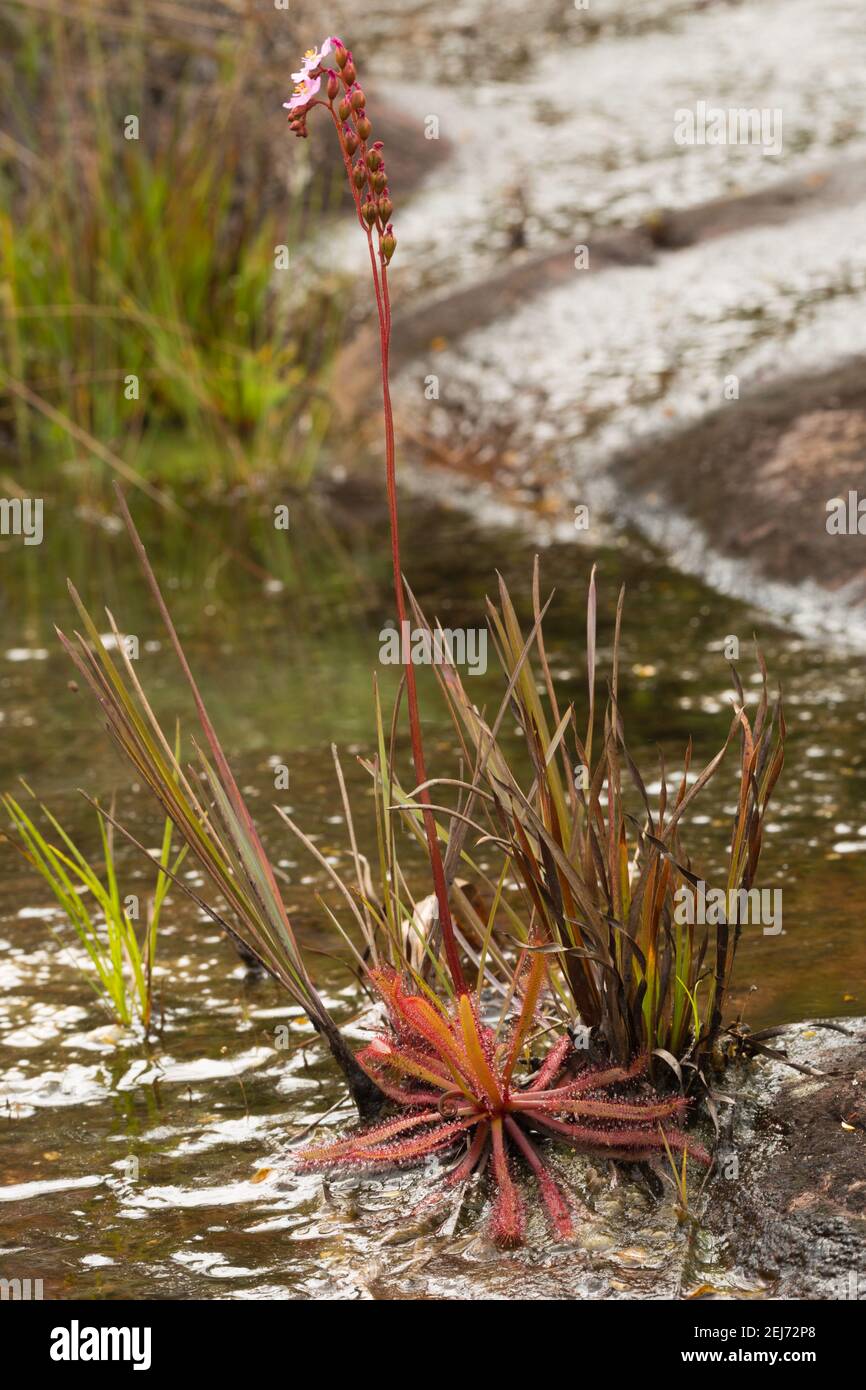 Macro of a single Drosera latifolia, a carnivorous plant from the ...
