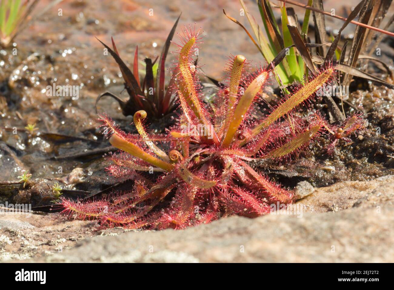 Drosera latifolia hi-res stock photography and images - Alamy