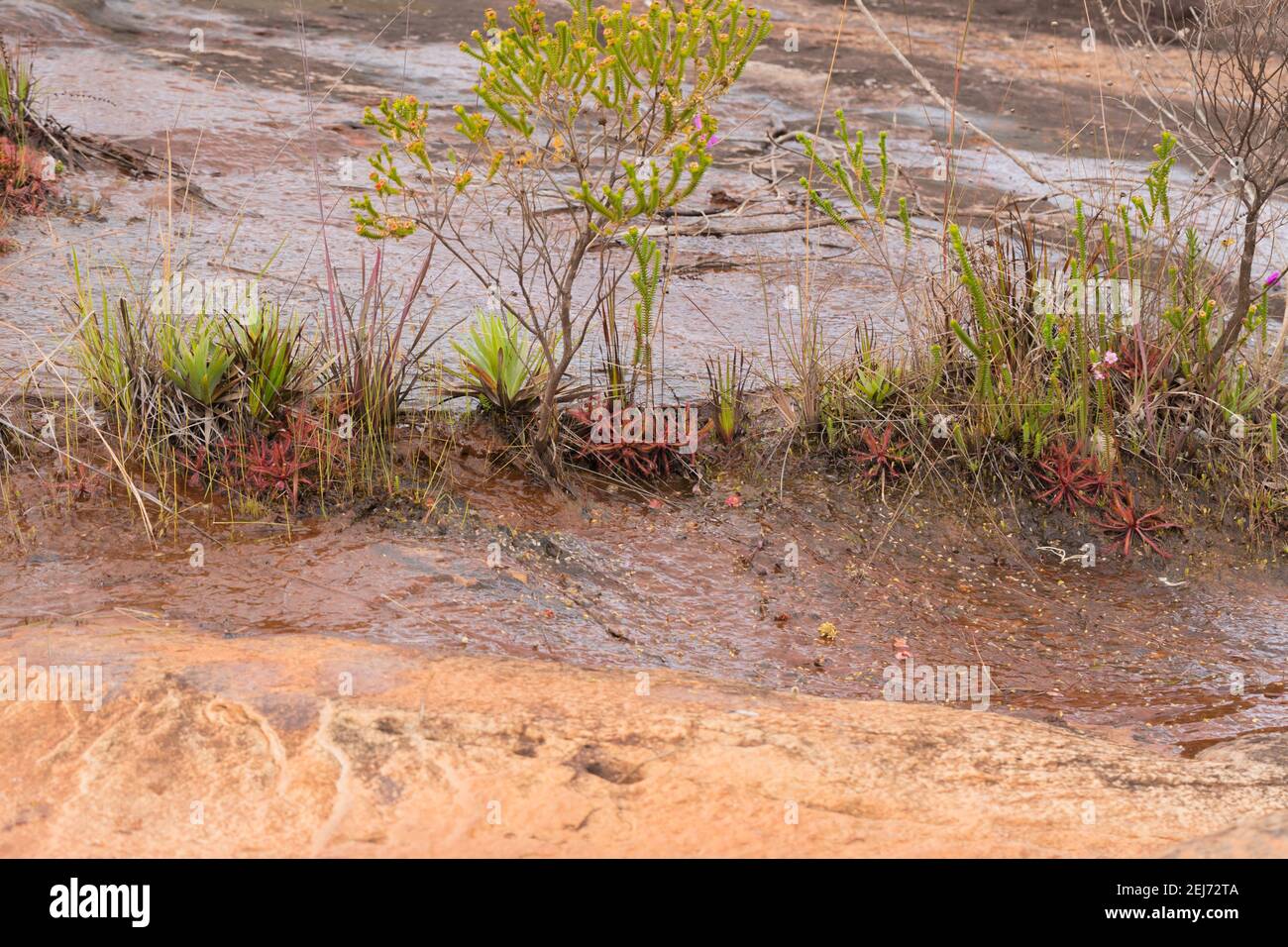 Habitat of Drosera latifolia (a carnivorous plant from the sundew ...