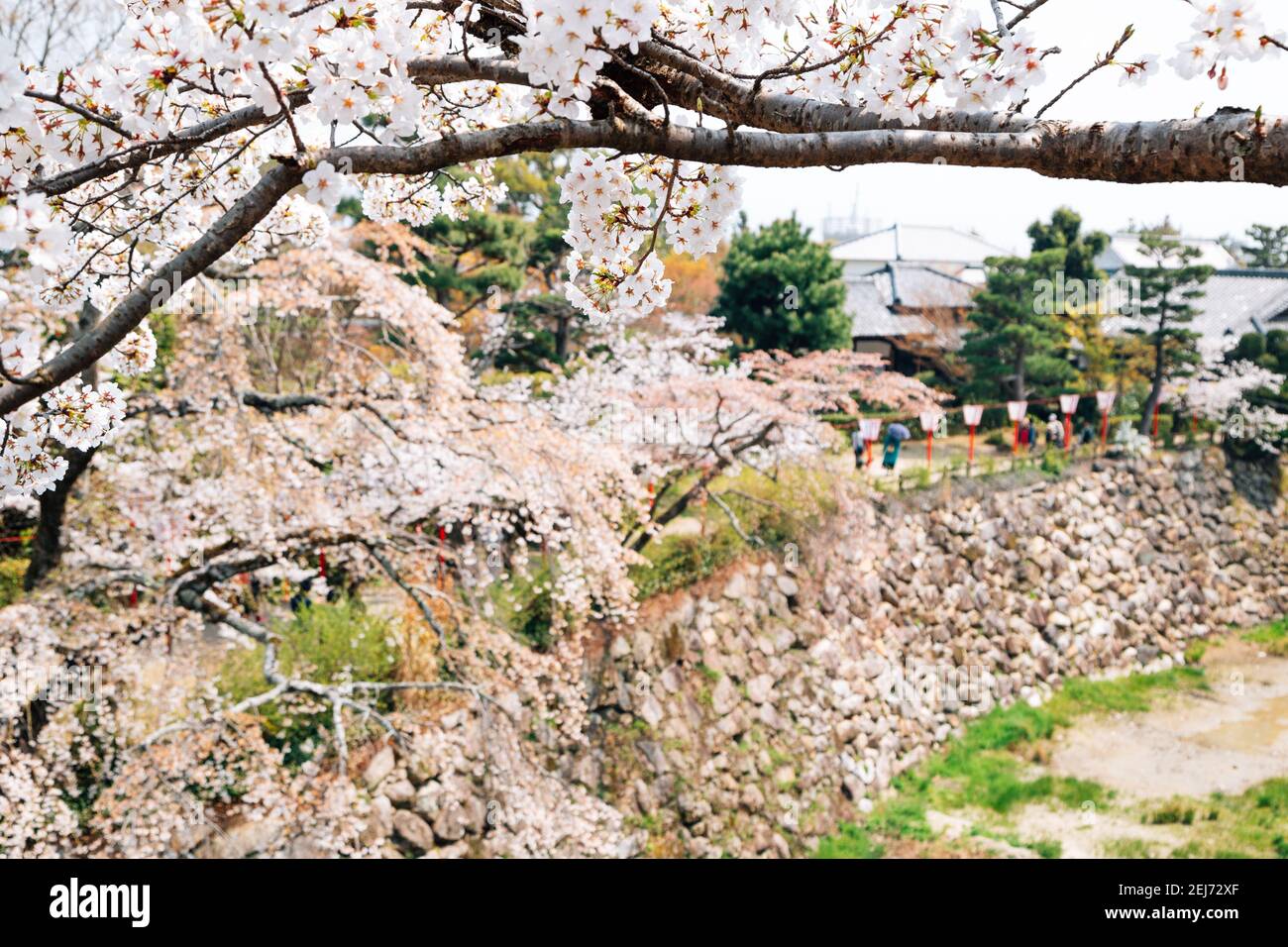Koriyama castle park cherry blossoms festival in Nara, japan Stock ...