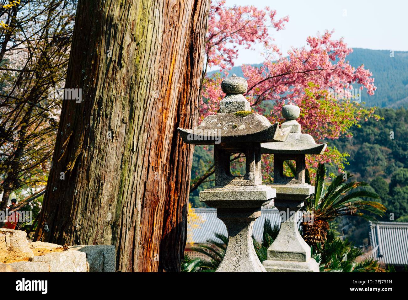Japanese traditional stone lantern with spring flowers at Hasedera ...