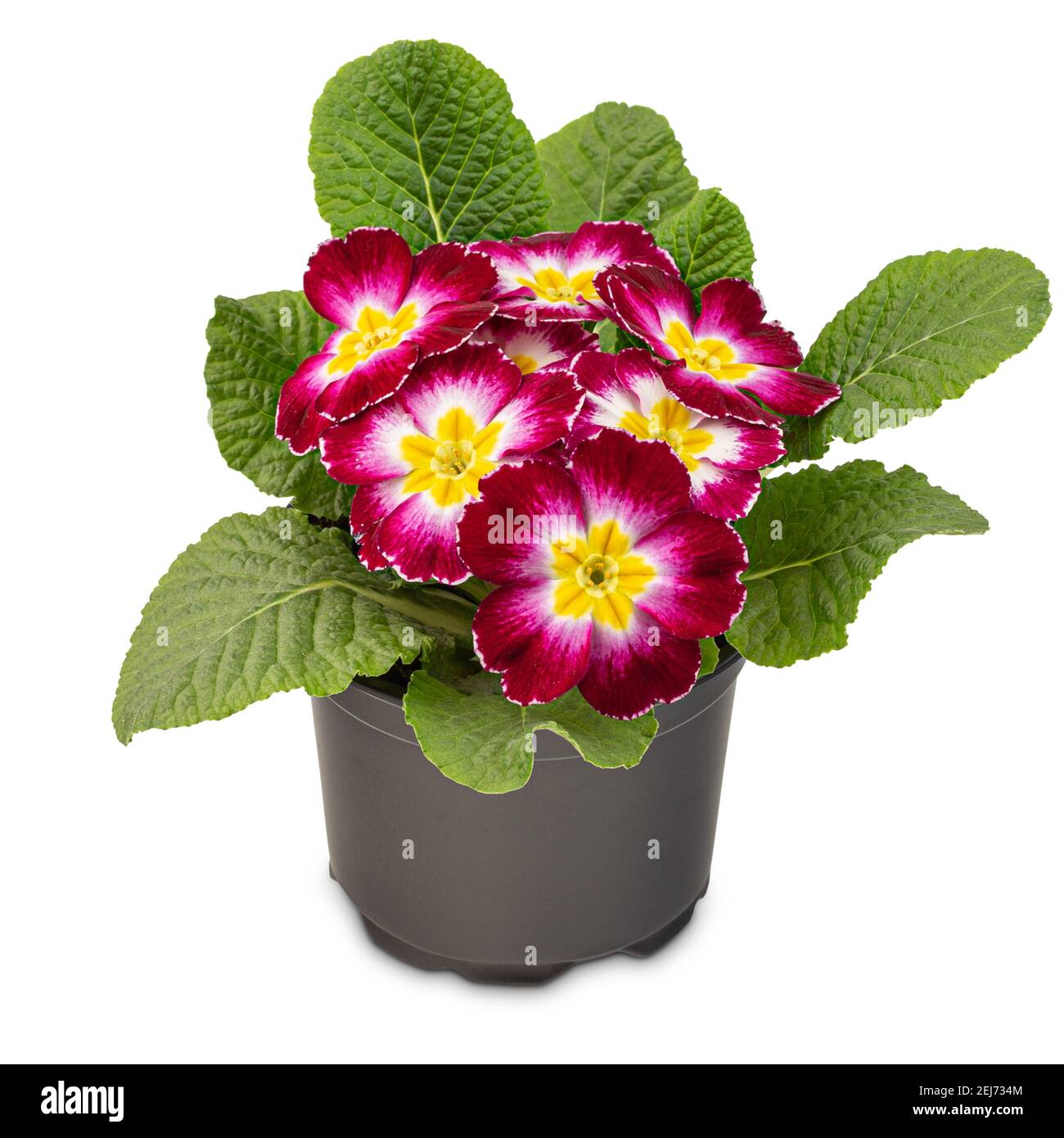 Red Primula Potted Plant in Striped Flower Pot closeup on Rustic Wooden ...
