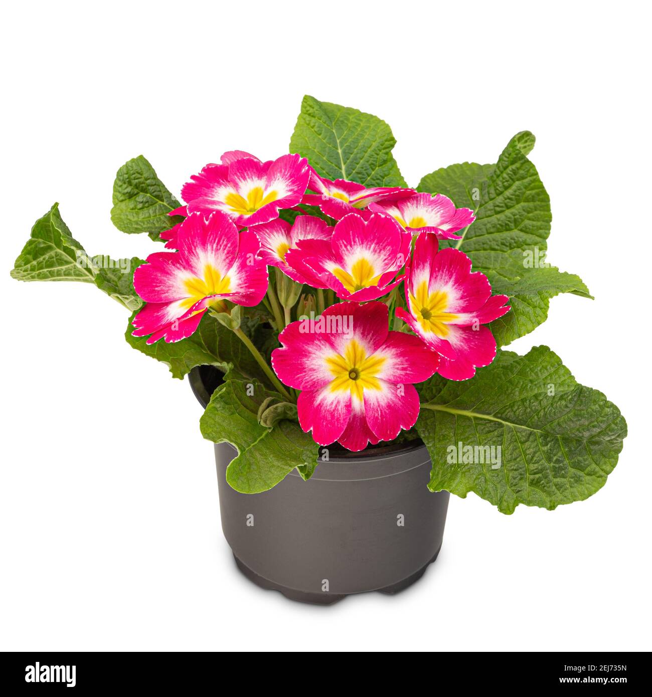 Red Primrose blossoming with yellow centres over green leaves (Primula ...
