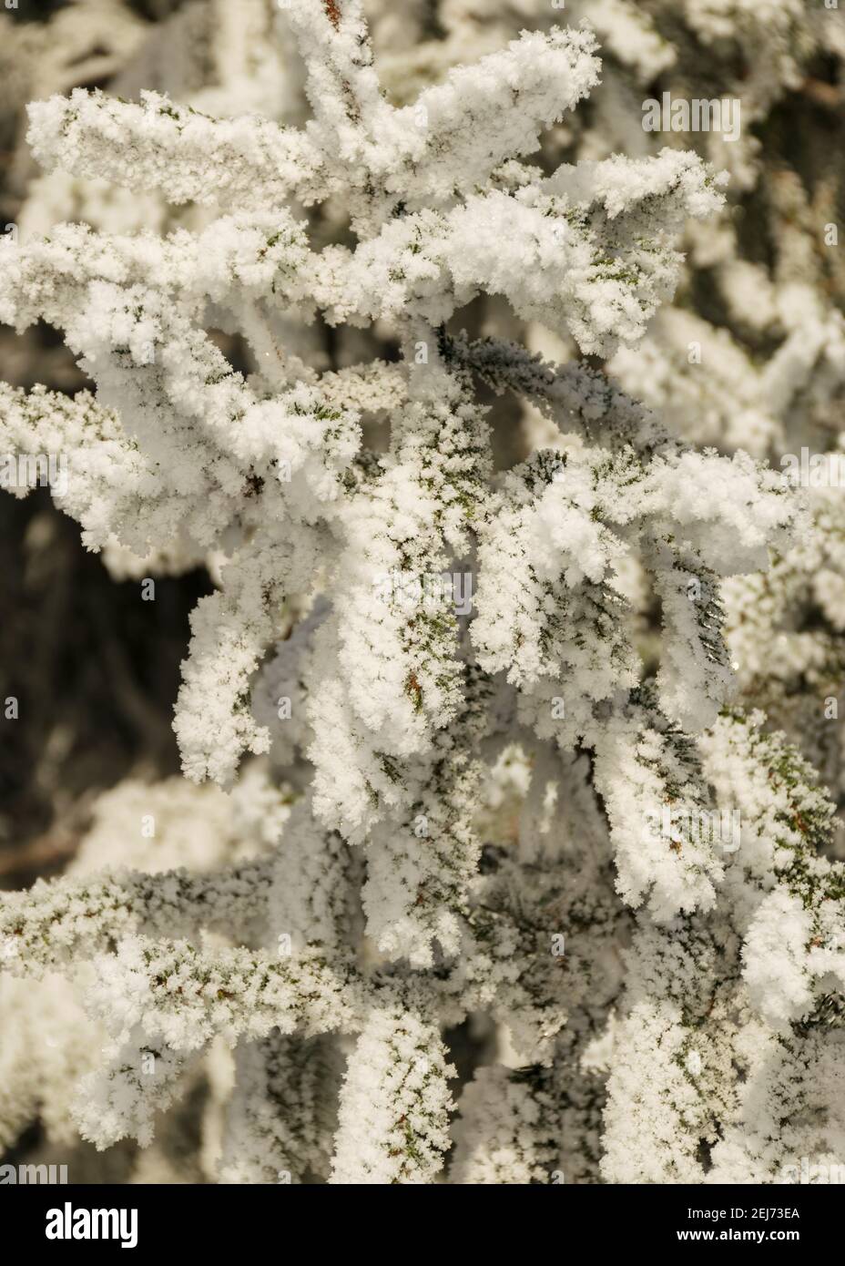 thick and white frost covers the trees on the river bank, close-up view ...