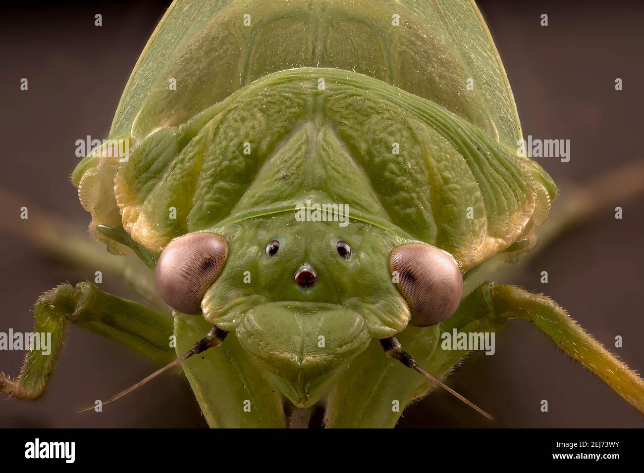 Ultra macro closeup of a Leaf Hopper Spider Stock Photo - Alamy