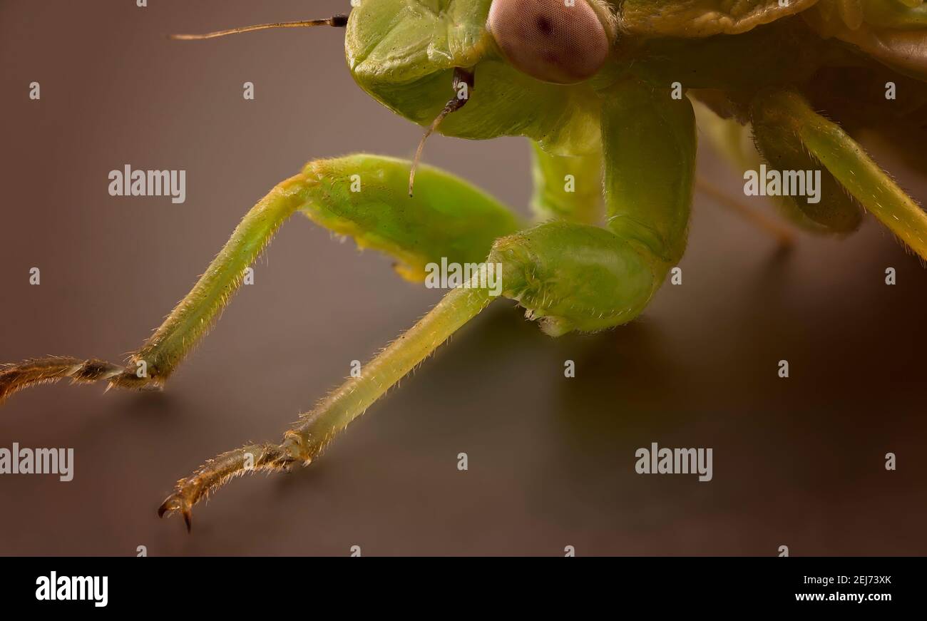 Ultra macro closeup of a Leaf Hopper Spider Stock Photo - Alamy
