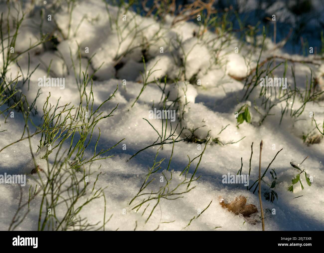 snow cover the ground, snow texture, shadows on the snow, plants under ...