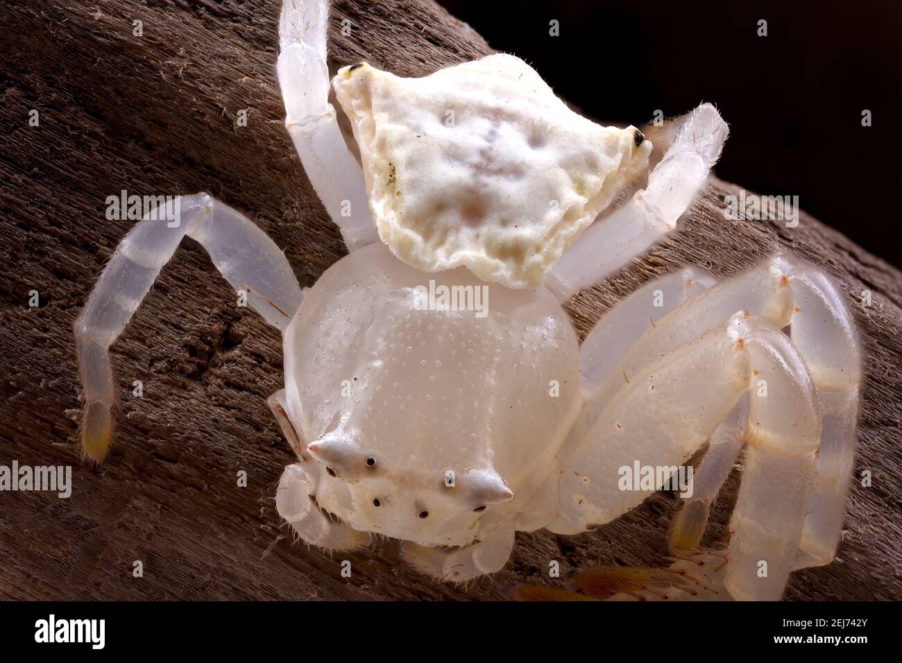 Australian crab spider hi-res stock photography and images - Alamy