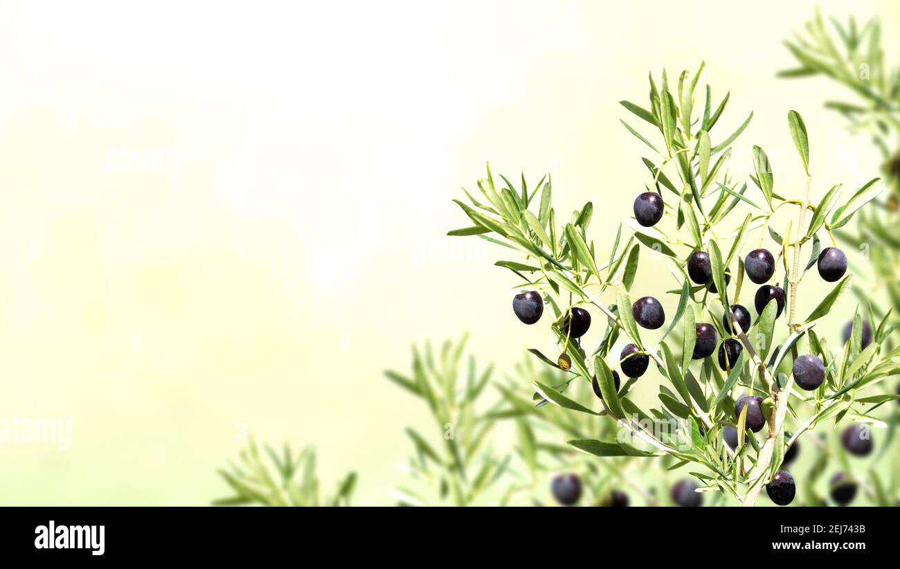 Horizontal banner with ripe black olives on olive tree. Olive branch ...