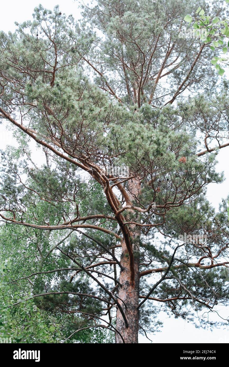 View of the crown of a large pine tree. The branches of a huge tree ...