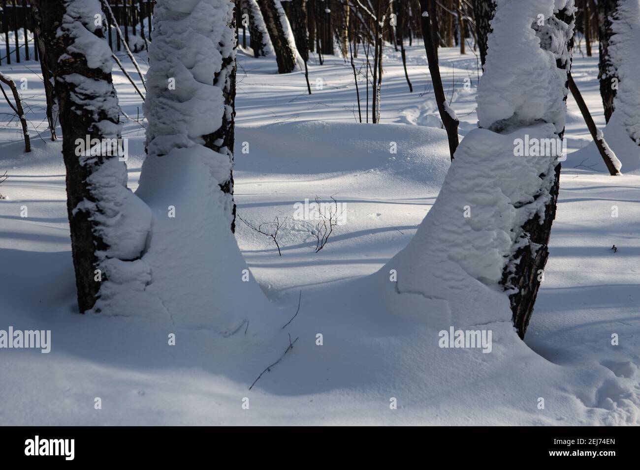 Snowy forest on a sunny day after heavy snowfall lasting several days ...