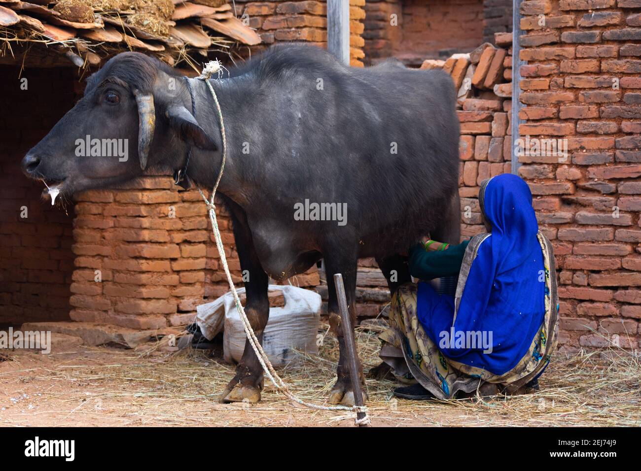 Black buffalo woman hi-res stock photography and images - Alamy