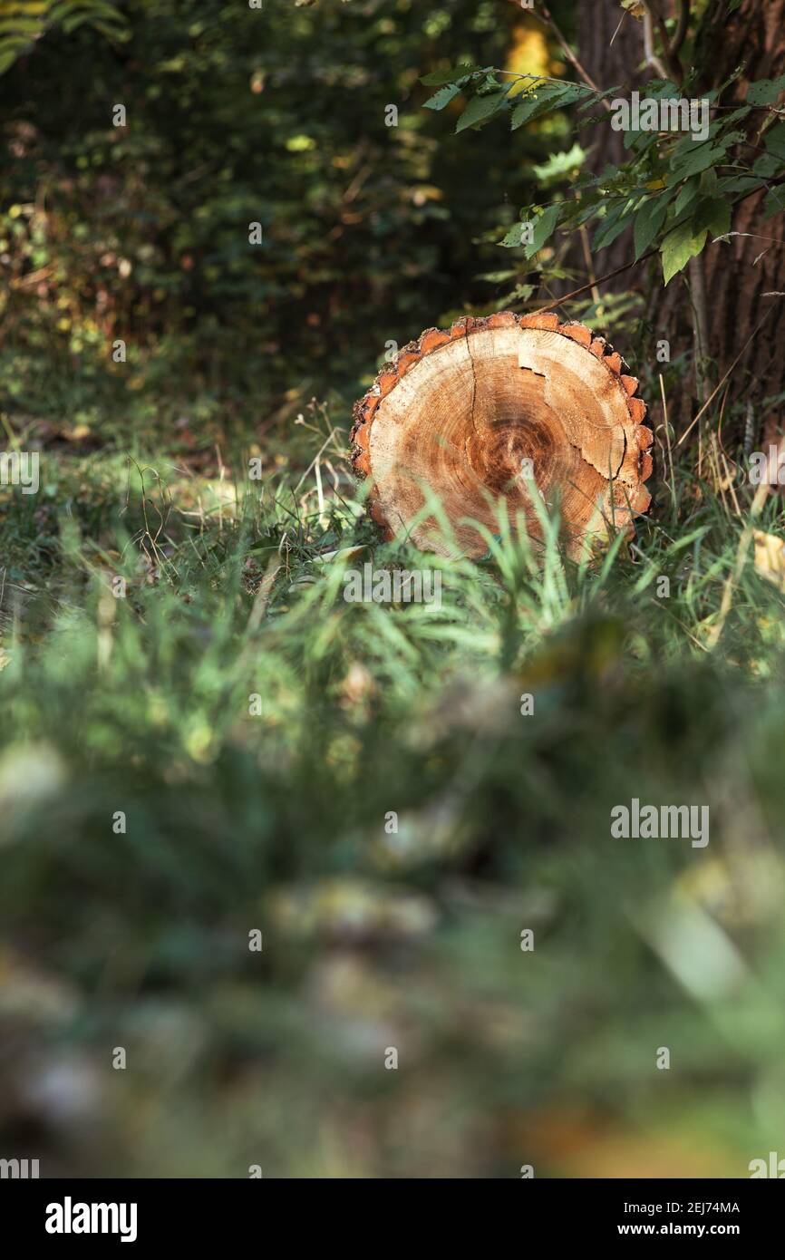 A log lying in the forest on the ground Stock Photo - Alamy