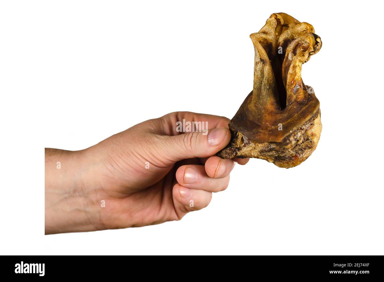 Male hand demonstrates dried beef ear for dogs on a white background ...