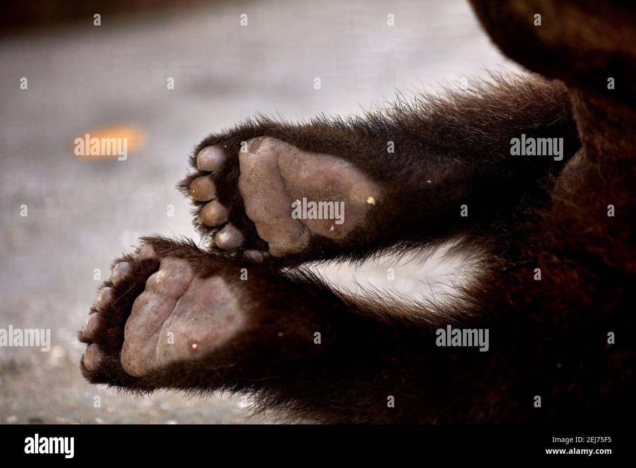 Small Paws of a Cub of Brown Bear Stock Photo - Alamy