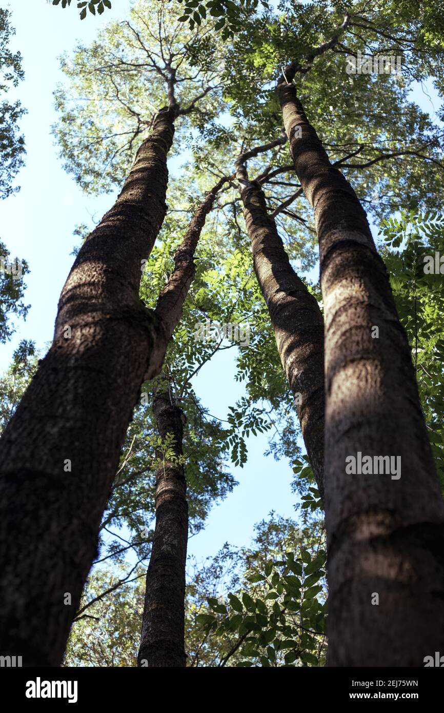 Manchurian hazelnut tree leaves. Tree trunk. Dense thickets Stock Photo ...