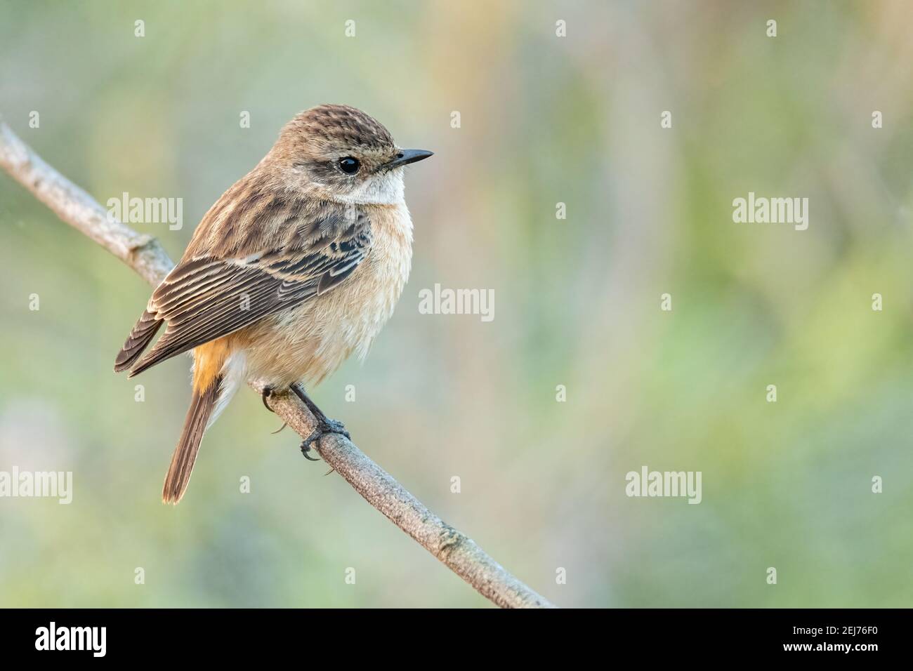 Eastern Stonechat perching on a perch looking into a distance Stock ...