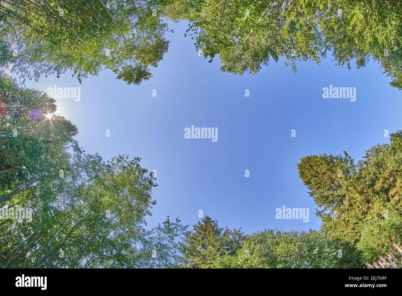 crowns of fir trees in the forest. summer Stock Photo - Alamy