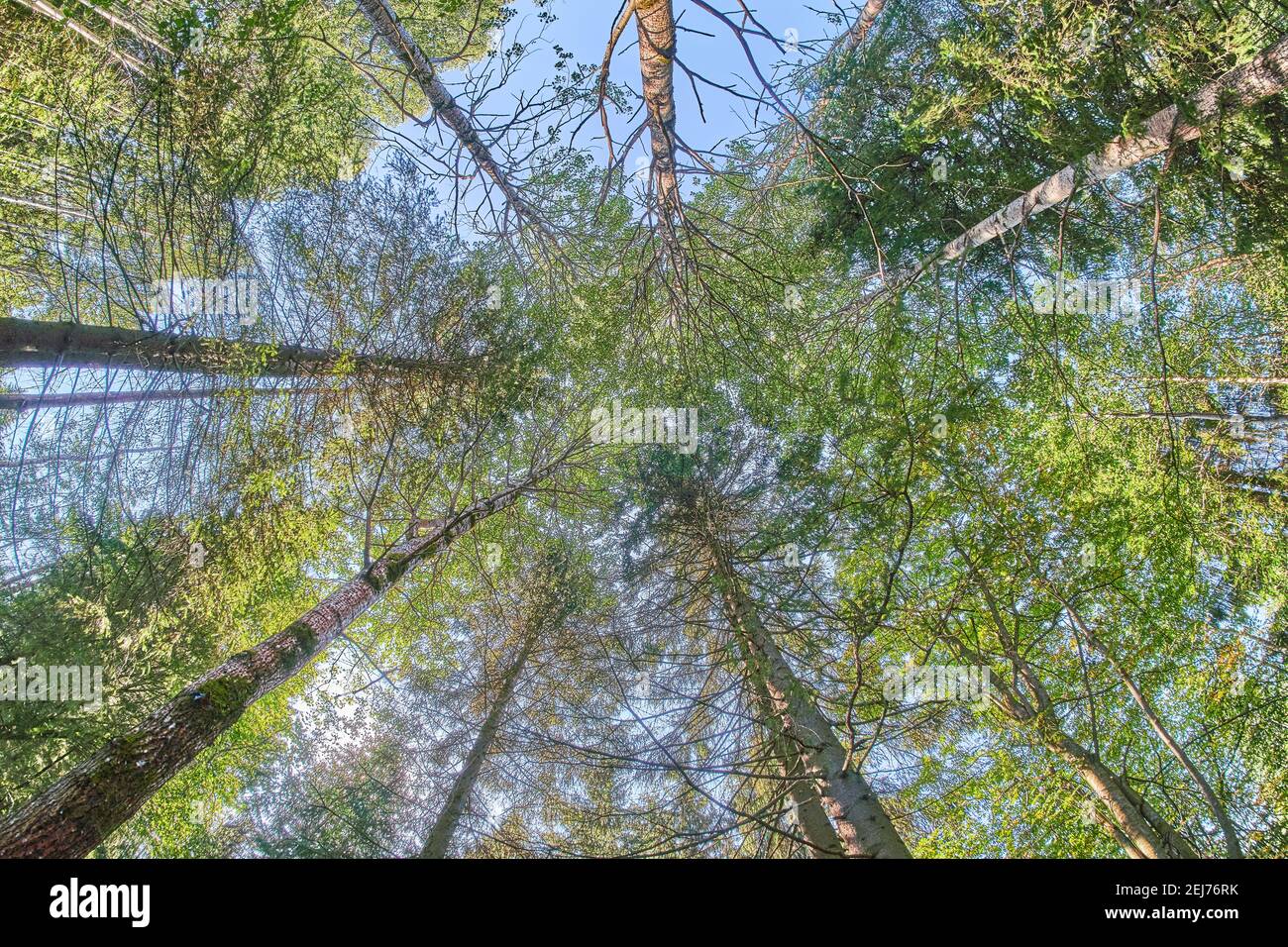 crowns of fir trees in the forest. summer Stock Photo - Alamy