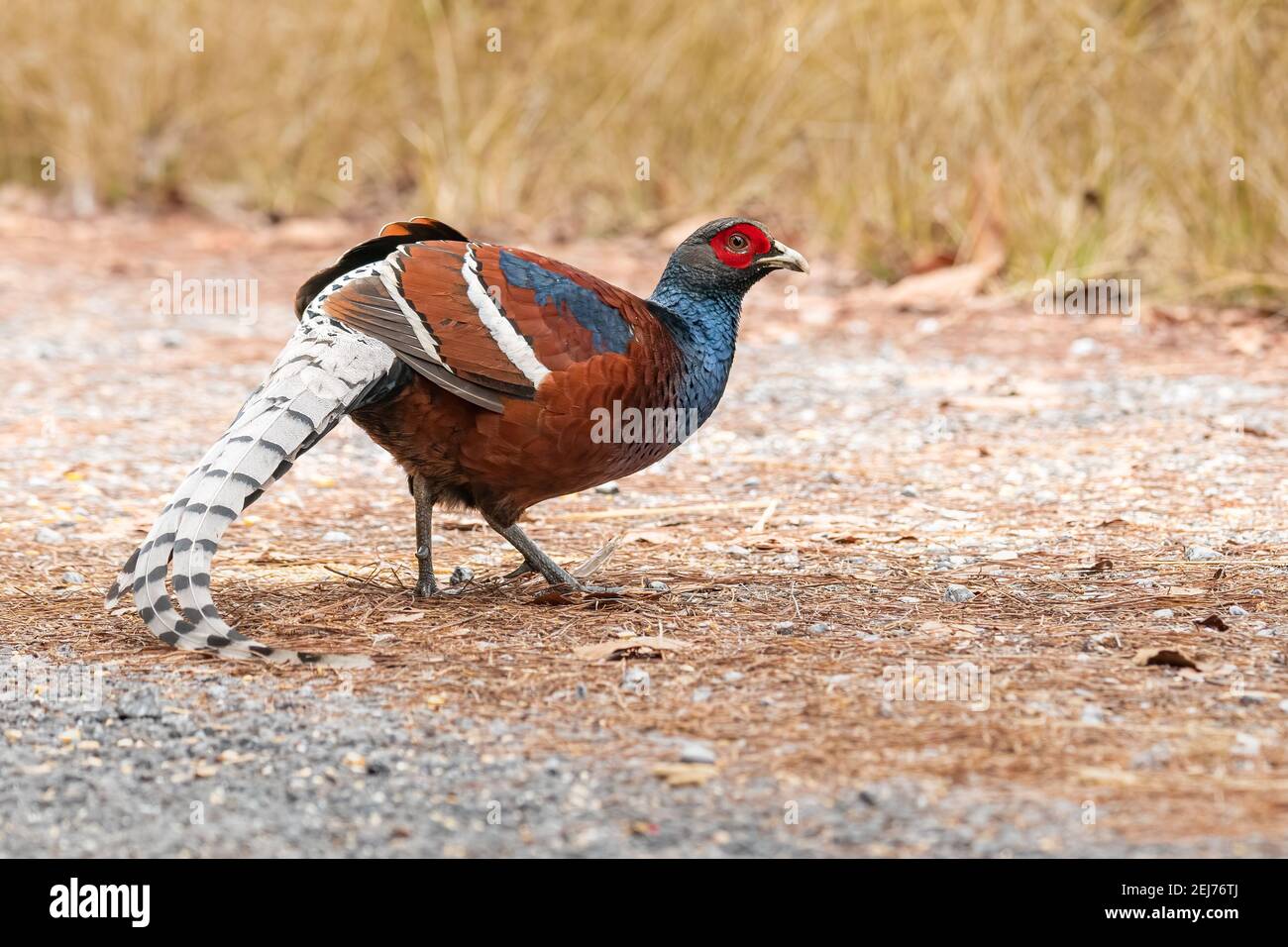 Bar-tailed pheasant standing on the roadside Stock Photo - Alamy