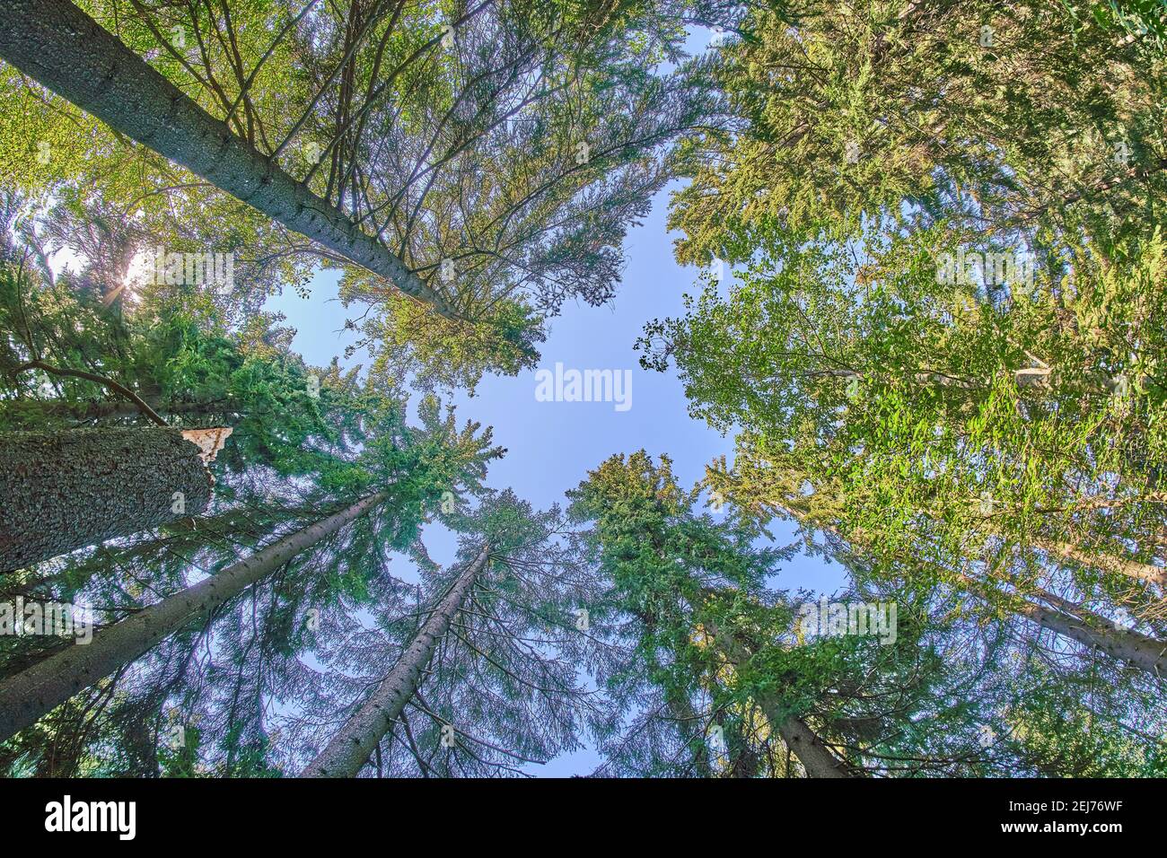 Fir tree crowns hi-res stock photography and images - Alamy