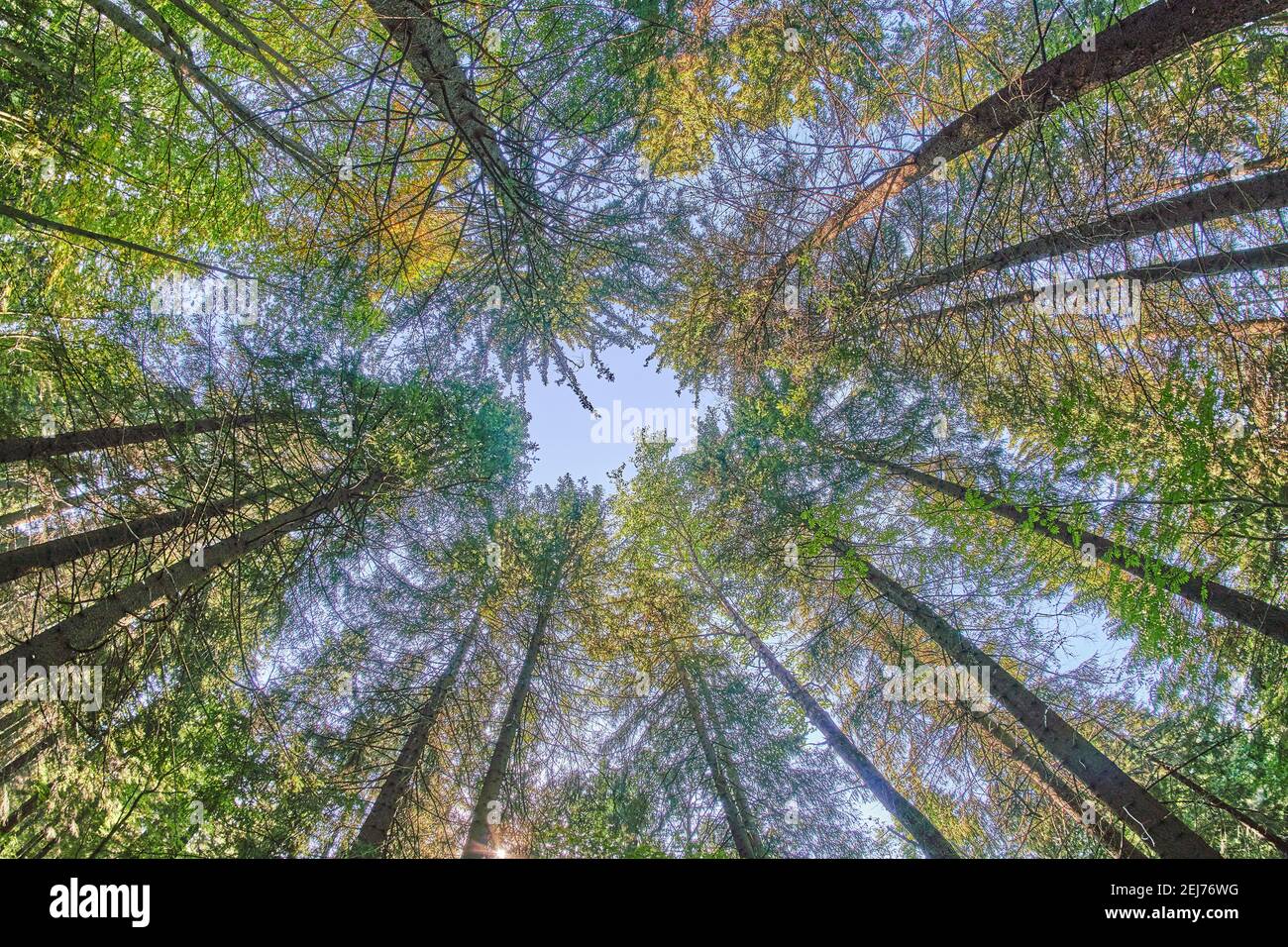 crowns of fir trees in the forest. summer Stock Photo - Alamy