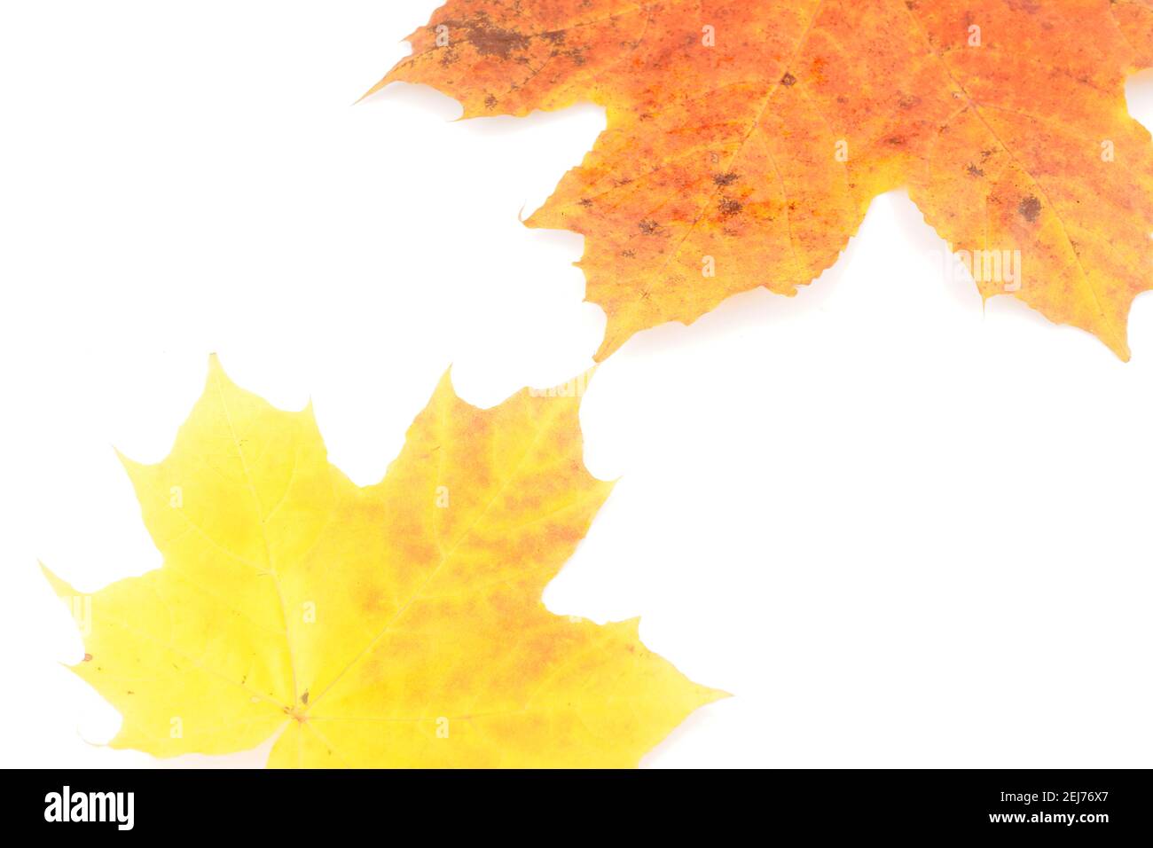 red maple leaves on white background Stock Photo - Alamy