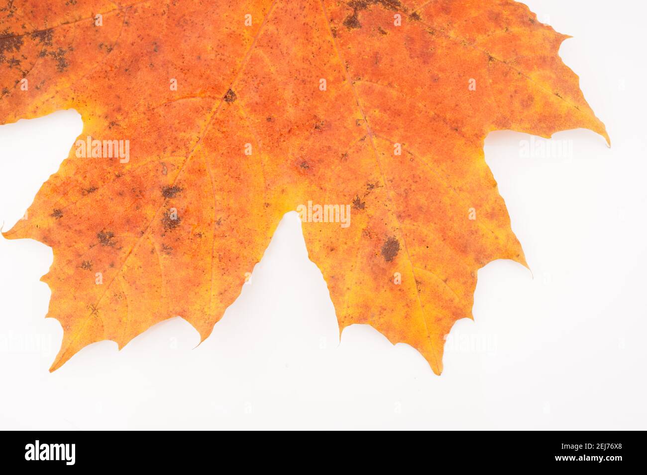 red maple leaves on white background Stock Photo - Alamy