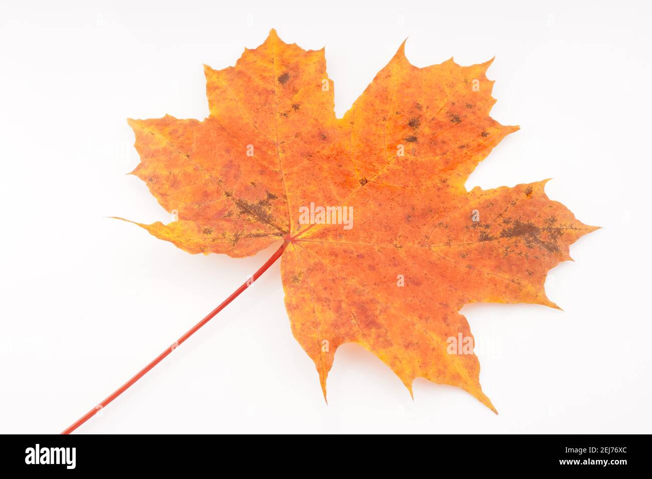 red maple leaves on white background Stock Photo - Alamy
