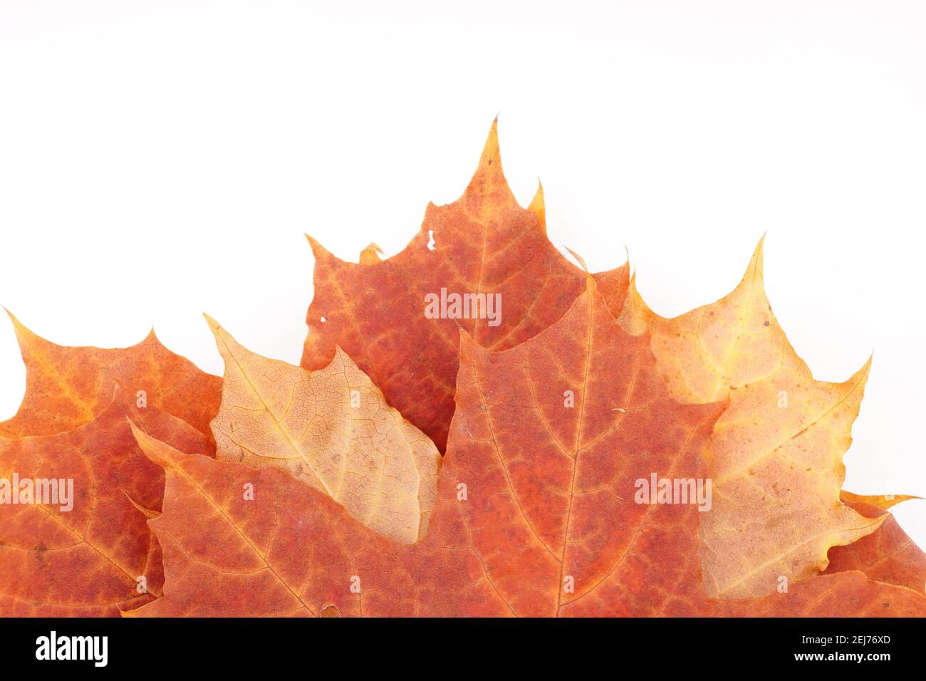 red maple leaves on white background Stock Photo - Alamy