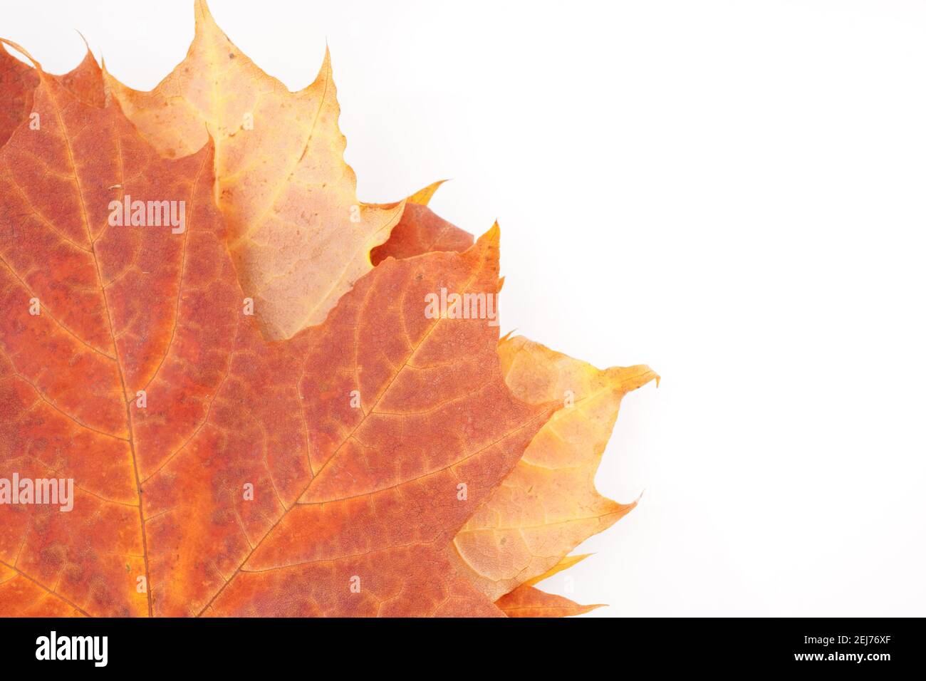 red maple leaves on white background Stock Photo - Alamy