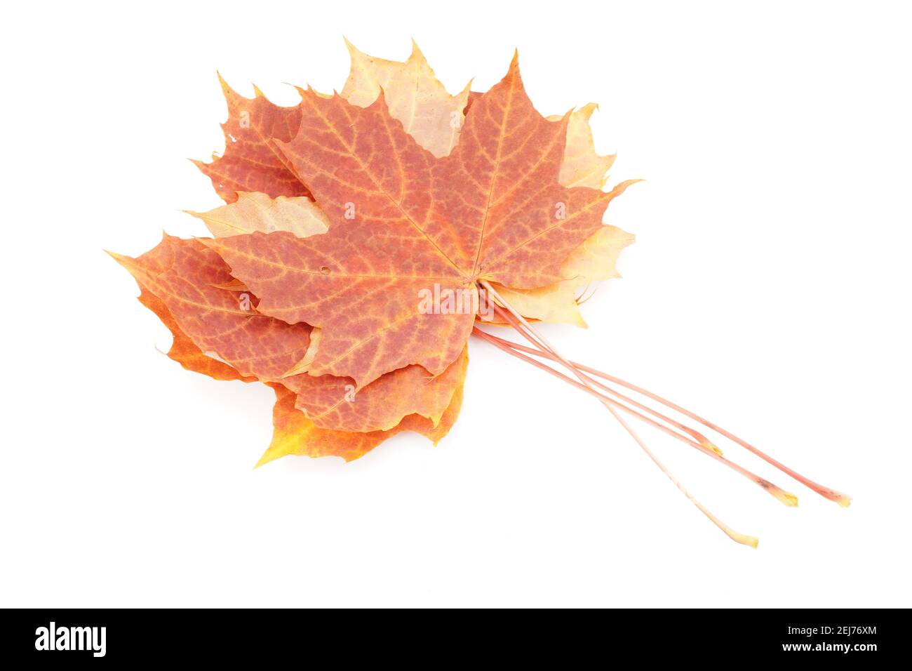 red maple leaves on white background Stock Photo - Alamy