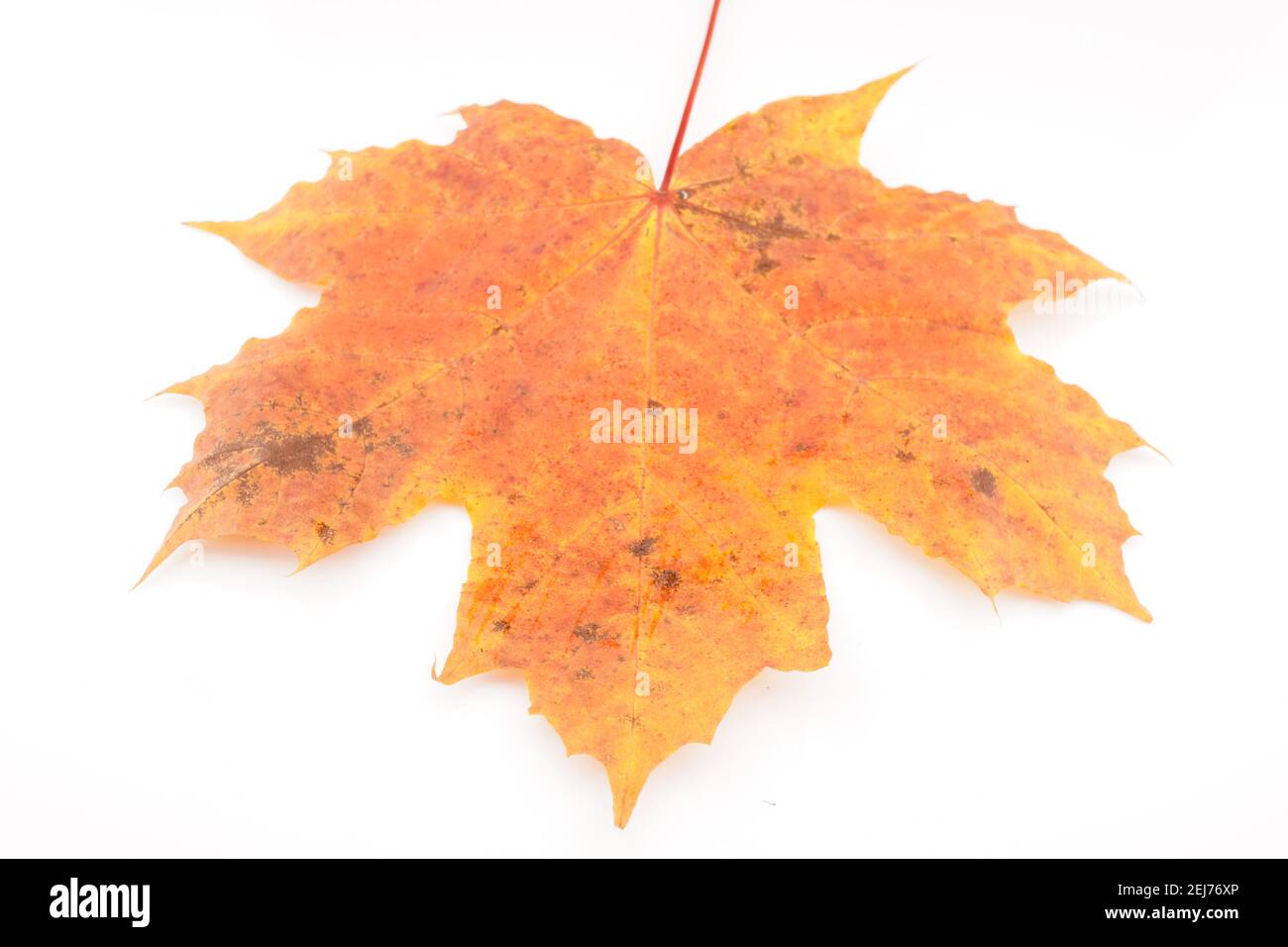 red maple leaves on white background Stock Photo - Alamy