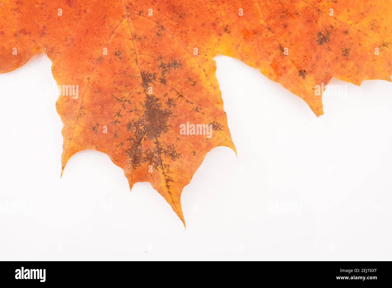 red maple leaves on white background Stock Photo - Alamy