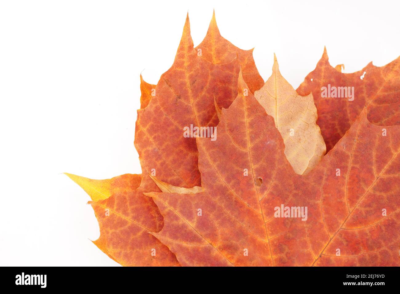 red maple leaves on white background Stock Photo - Alamy