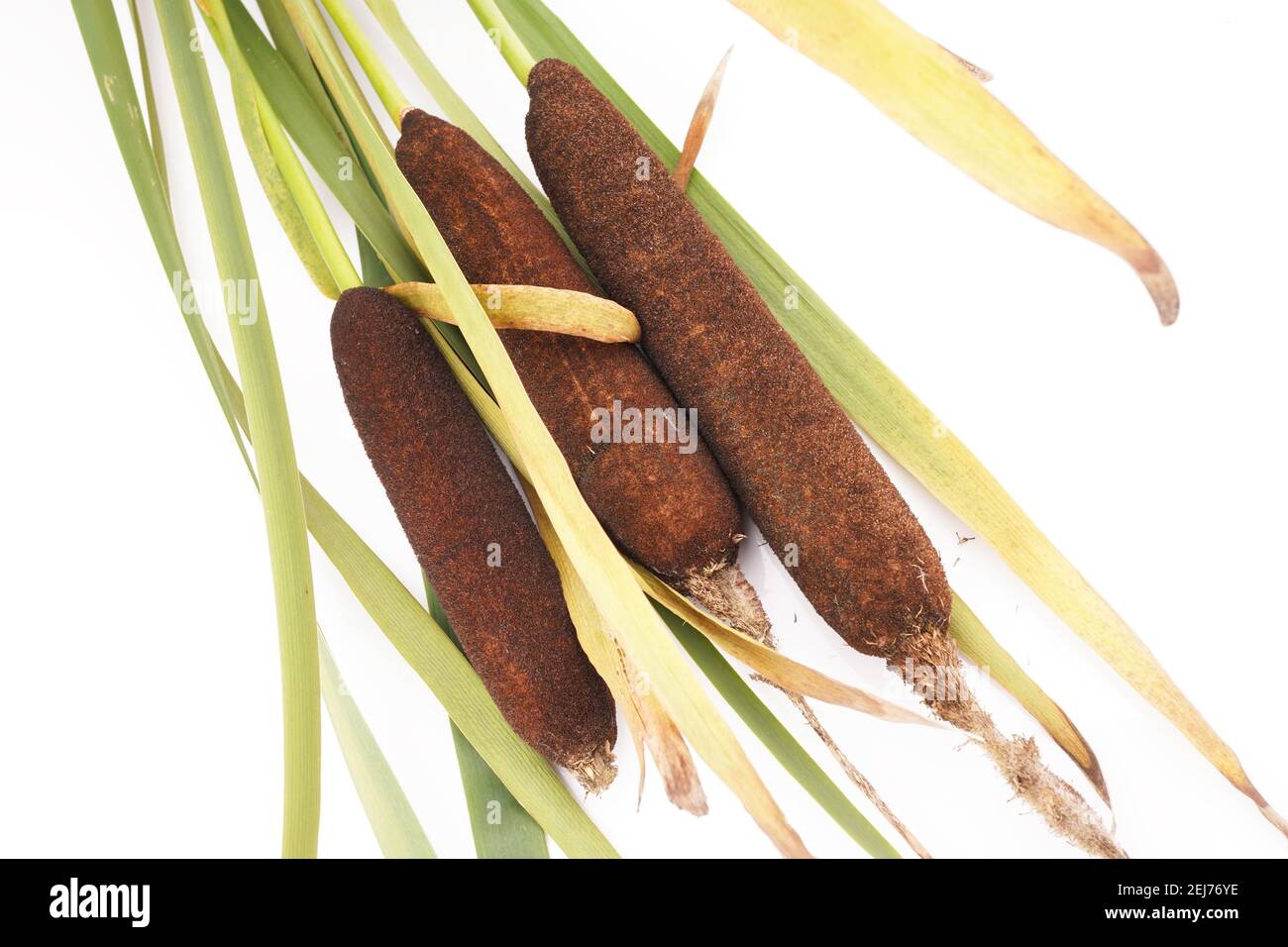Cattail bulrush marsh grass Cut Out Stock Images & Pictures - Alamy