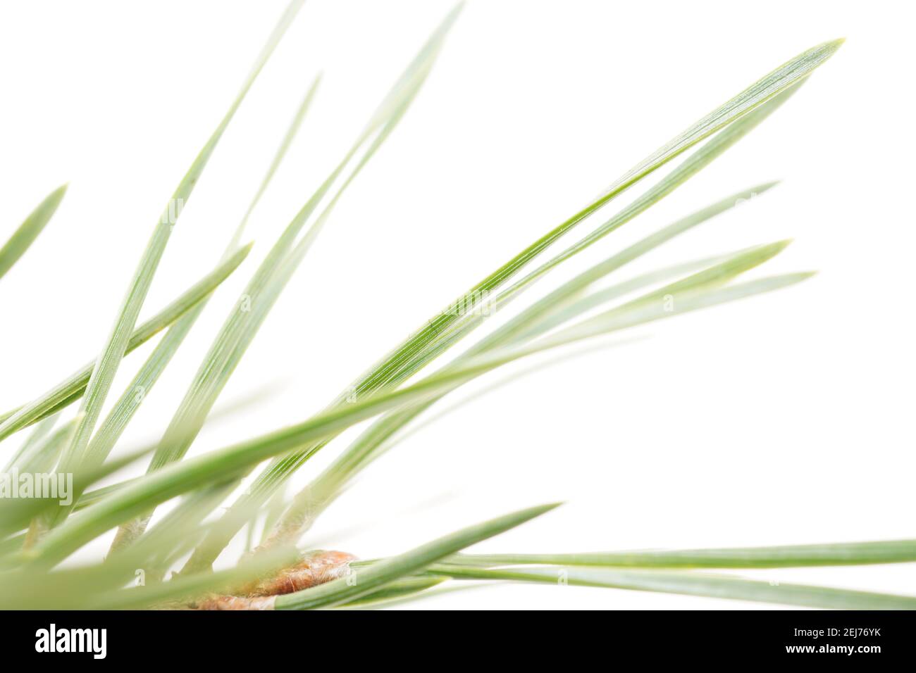 pine needles on a white background Stock Photo - Alamy