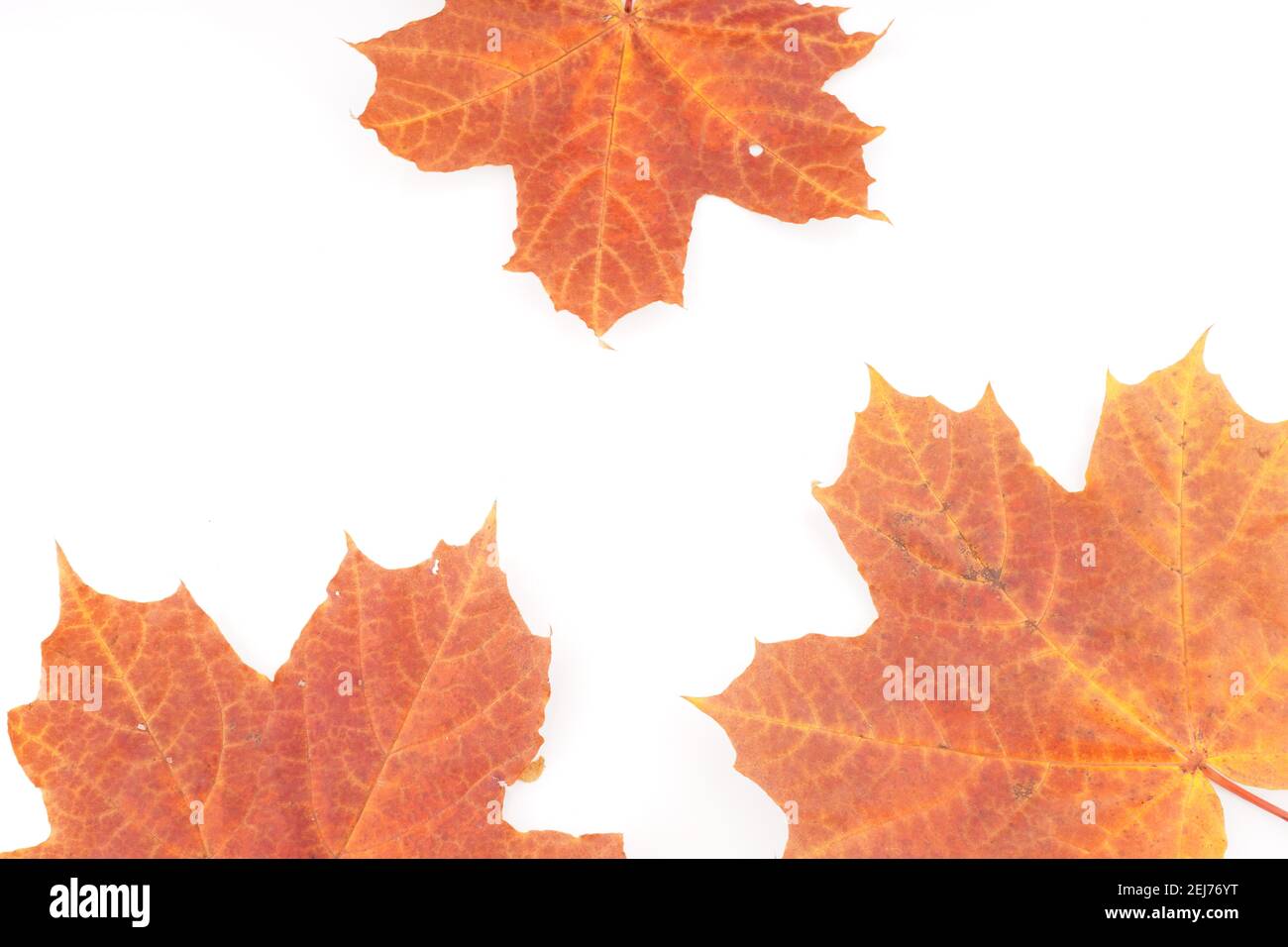 Linden hi res hi-res stock photography and images - Alamy