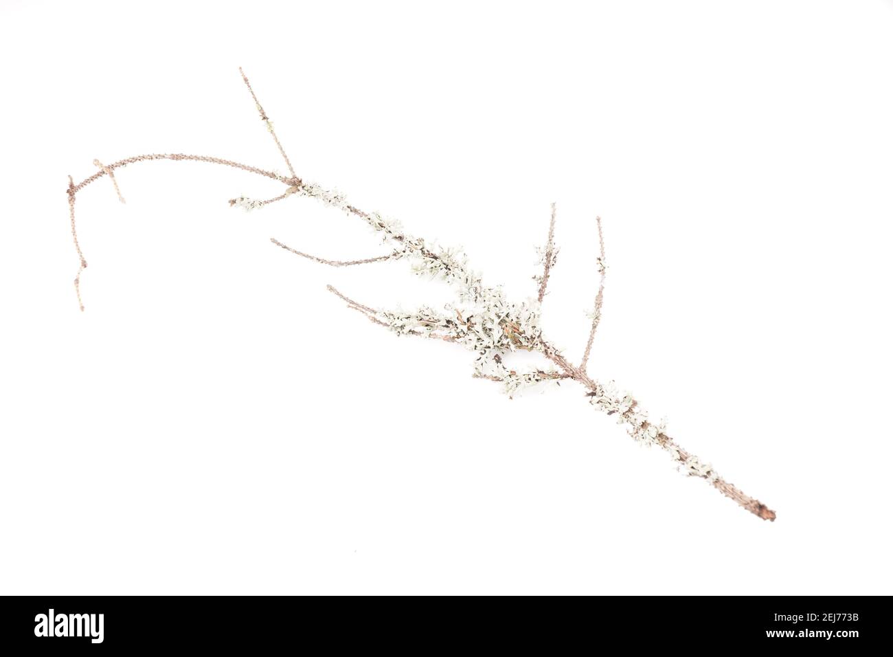 Tree branch lichen background Cut Out Stock Images & Pictures - Alamy