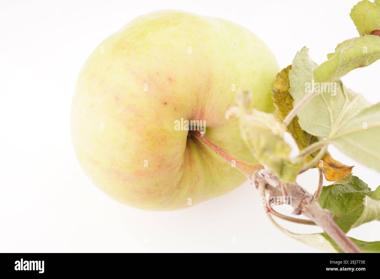 apple with a twig on a white background Stock Photo - Alamy