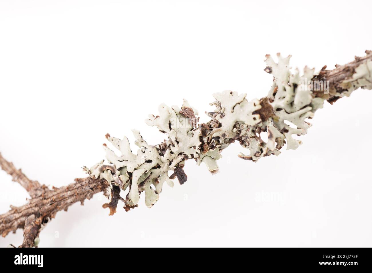 twig with lichen on white background Stock Photo - Alamy
