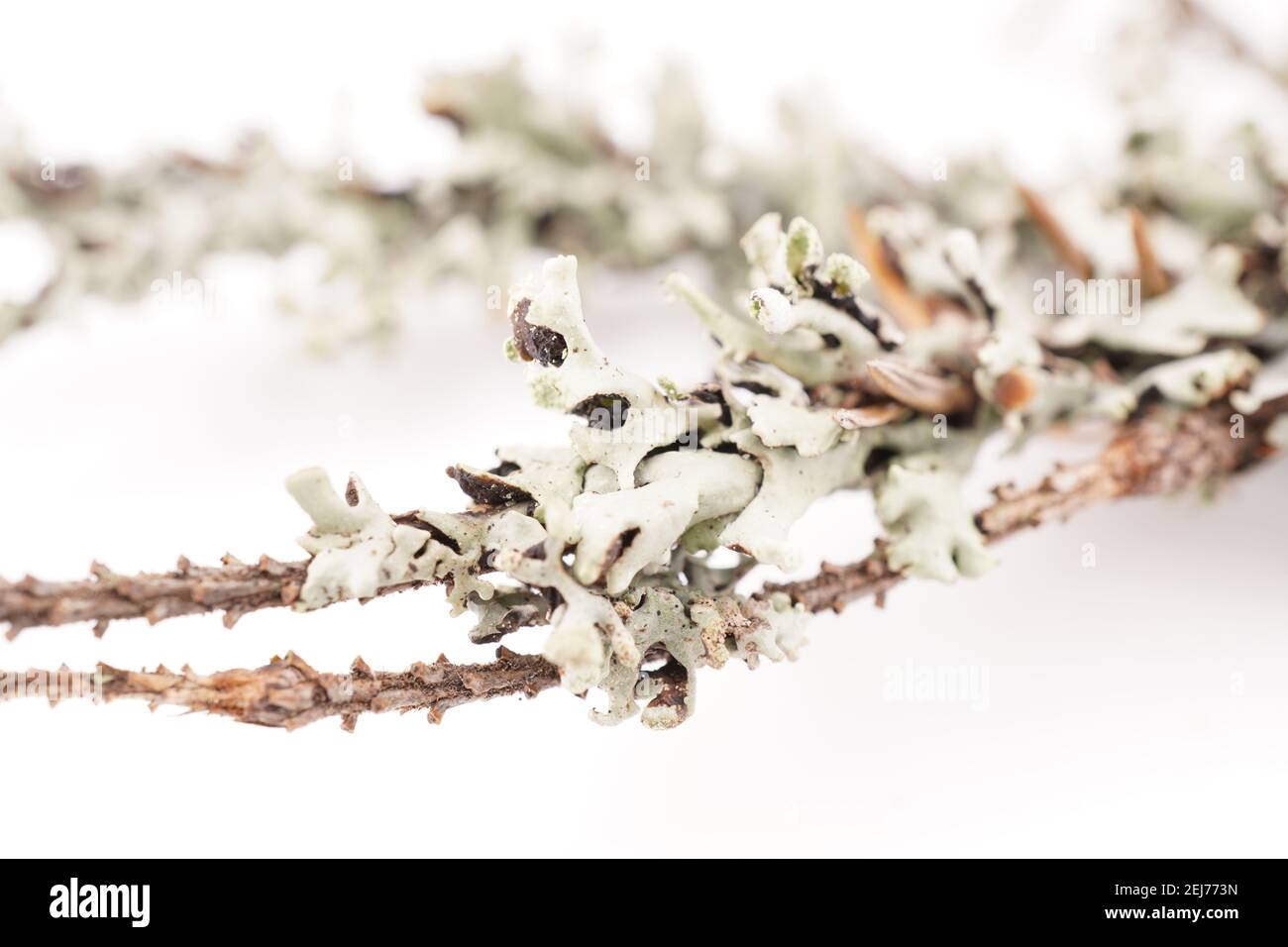 twig with lichen on white background Stock Photo - Alamy