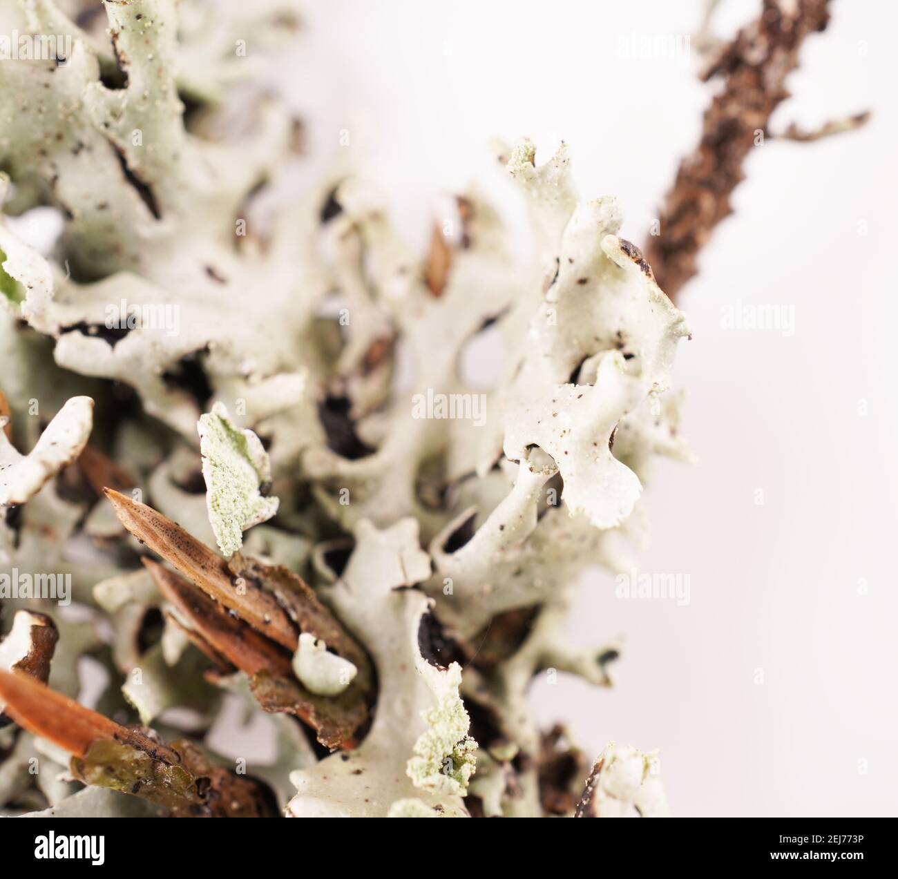 twig with lichen on white background Stock Photo - Alamy