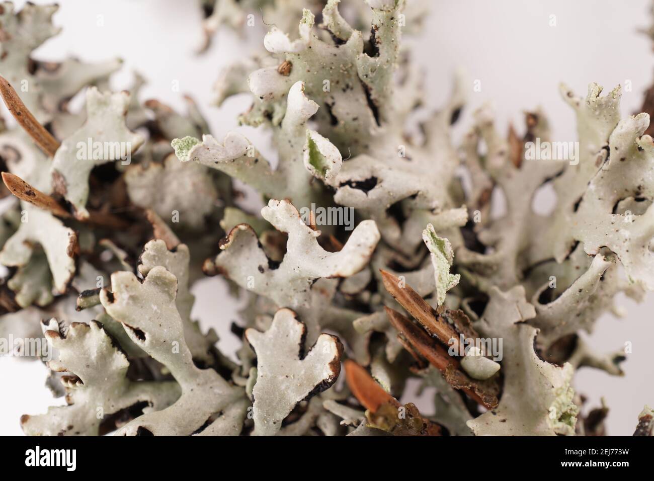 twig with lichen on white background Stock Photo - Alamy